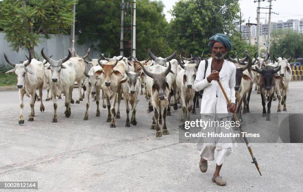 Nomad Cattle Herder From Rajasthan Photos and Premium High Res Pictures ... Nomad Cattle Herder From Rajasthan Photos and Premium High Res Pictures ...