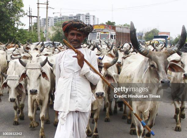 Nomad Cattle Herder From Rajasthan Photos and Premium High Res Pictures ... Nomad Cattle Herder From Rajasthan Photos and Premium High Res Pictures ...