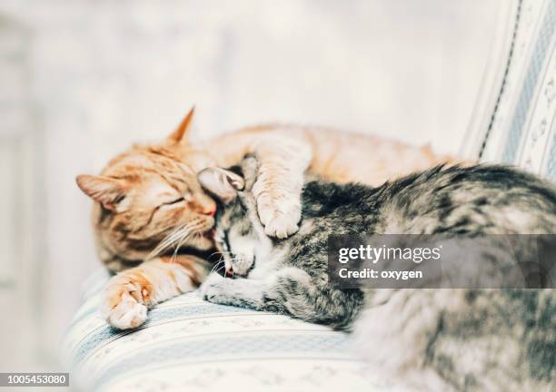 Two Cats Licking Photos Et Images De Collection Getty Images