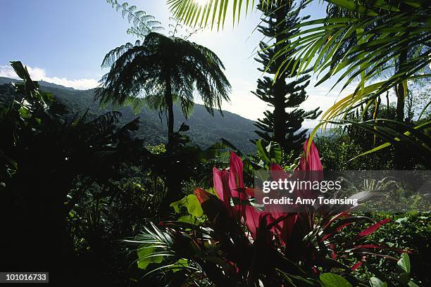 El Yunque Rainforest Pr Photos And Premium High Res Pictures Getty Images