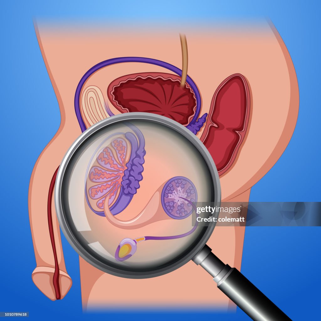 Male Reproductive System Anatomy High Res Vector Graphic Getty Images