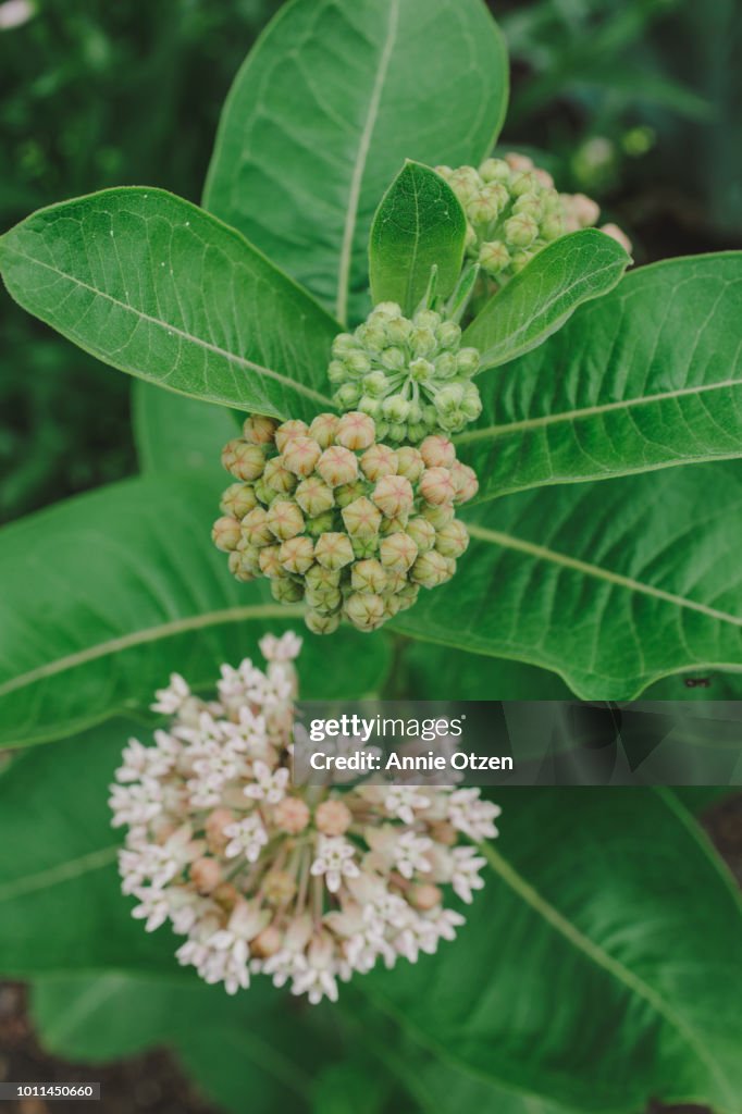 Common Milk Weed In Bloom High-Res Stock Photo - Getty Images Common Milk Weed In Bloom High-Res Stock Photo - Getty Images