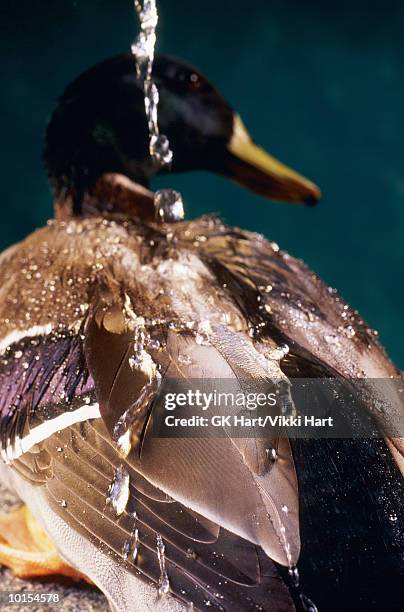 Water Off A Ducks Back Photos And Premium High Res Pictures Getty Images