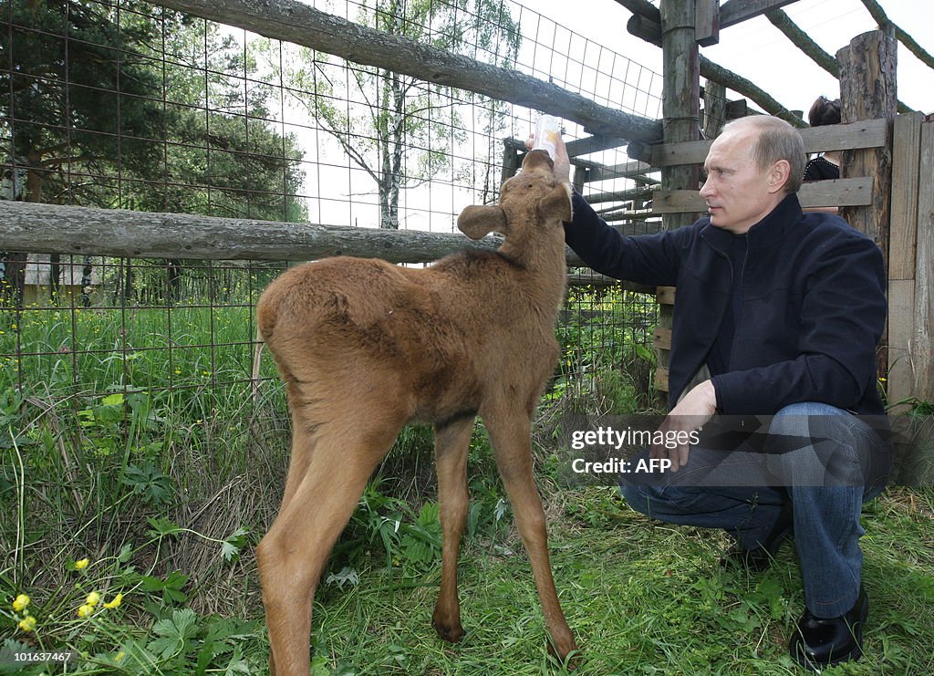Russian Prime Ministers Vladimir Putin Gives Feeds Milk To A Moose On