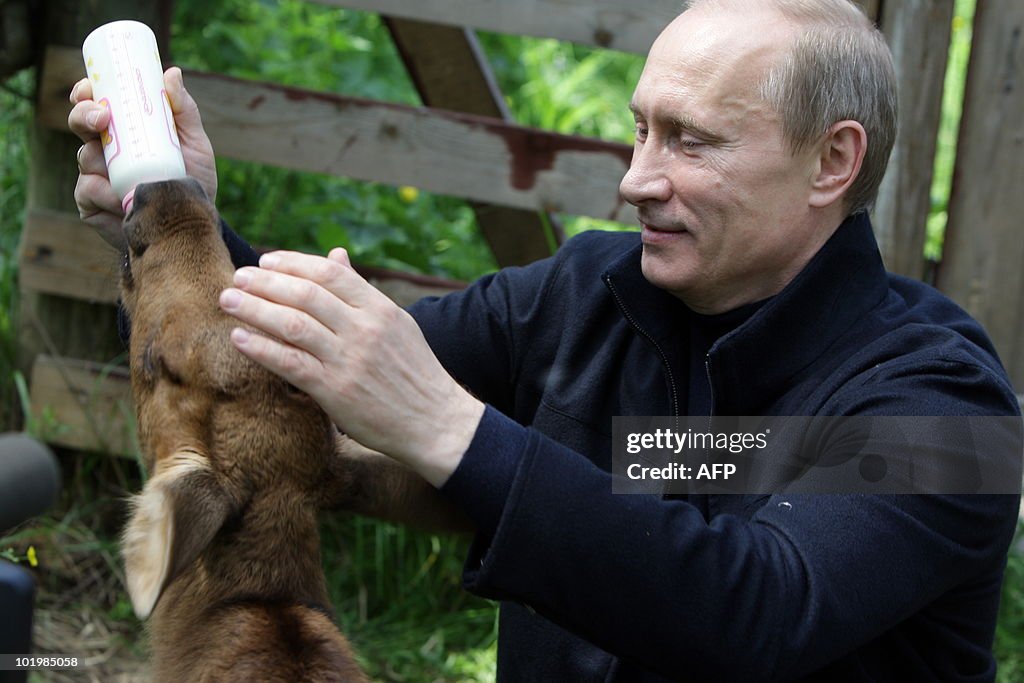 Russian Prime Ministers Vladimir Putin Gives Milk To Moose During His