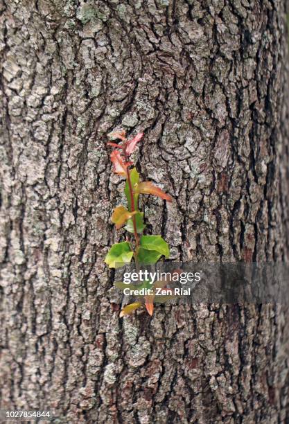 Live Oak Tree Leaves Fotografías E Imágenes De Stock Getty Images