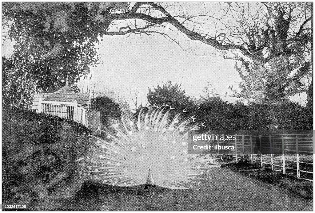 Antique Photograph Albino Peacock High Res Vector Graphic Getty Images