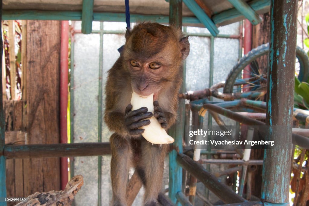 Philippine Longtailed Macaque Palawan High-Res Stock Photo - Getty Images Philippine Longtailed Macaque Palawan High-Res Stock Photo - Getty Images