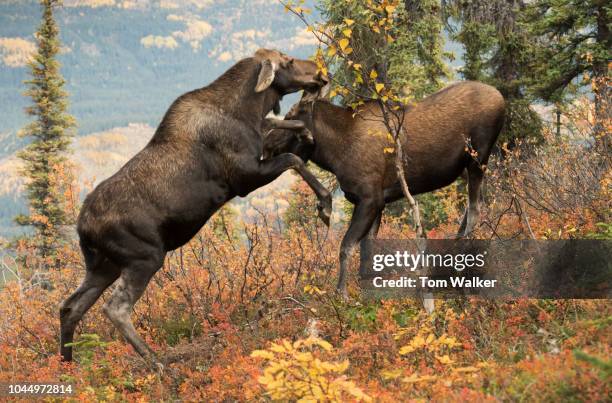 Alaska Moose Photos And Premium High Res Pictures Getty Images