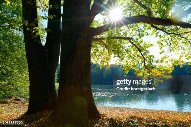 Lake in the Town forest of Cologne, Germany 이미지 (1053387790) - 게티이미지뱅크