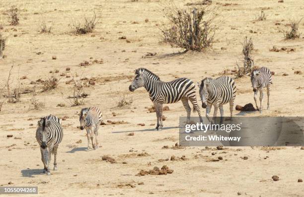 56 Chapman Zebra Stock Photos, High-Res Pictures, and Images - Getty Images 56 Chapman Zebra Stock Photos, High-Res Pictures, and Images - Getty Images
