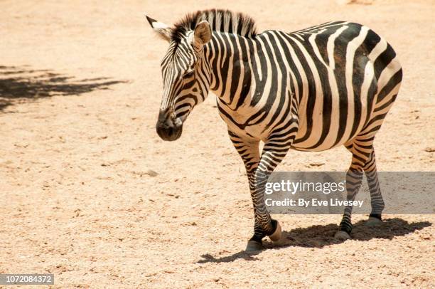 56 Chapman Zebra Stock Photos, High-Res Pictures, and Images - Getty Images 56 Chapman Zebra Stock Photos, High-Res Pictures, and Images - Getty Images