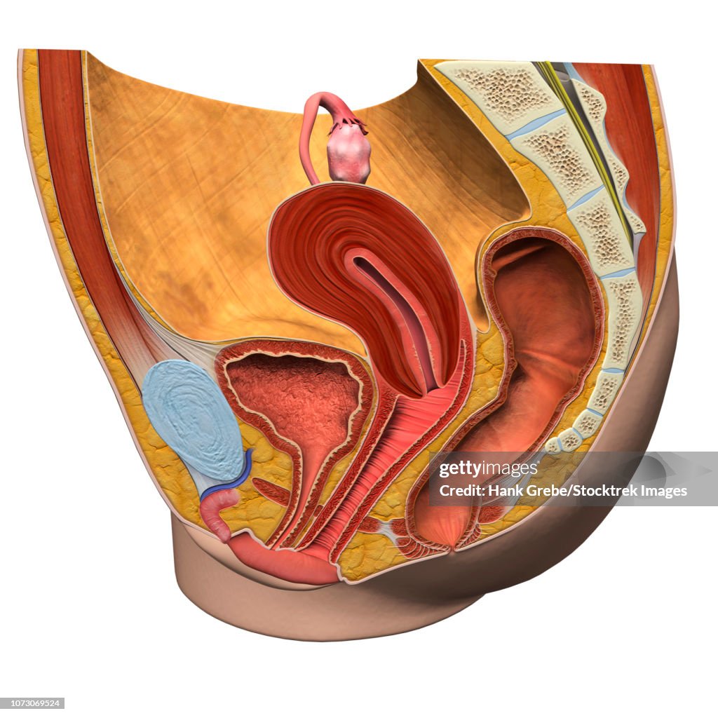 Female Reproductive System Sagittal View High Res Vector Graphic