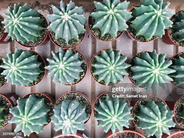 Ultimate Guide to Urban Gardening in Tucson: From Seed to Table
