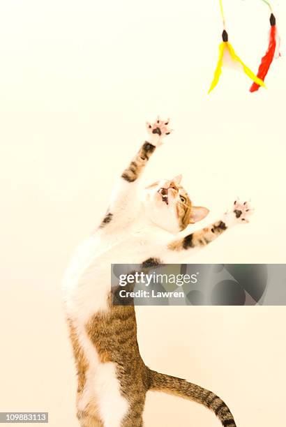 113 Cat Jumping Toy Stock Photos, High-Res Pictures, and Images - Getty ... 113 Cat Jumping Toy Stock Photos, High-Res Pictures, and Images - Getty ...