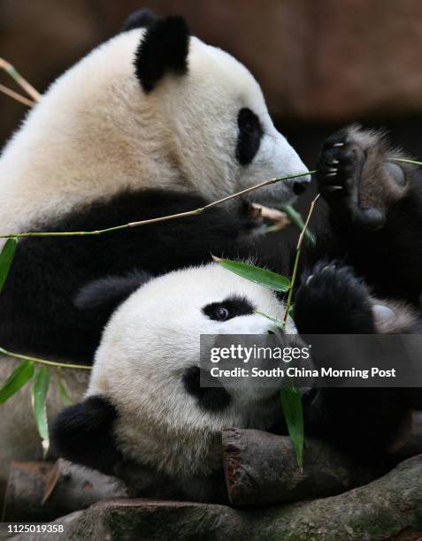 Two Giant Pandas Photos Et Images De Collection Getty Images