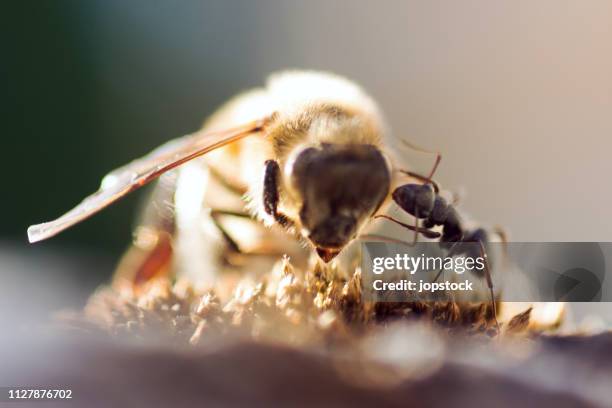 197 Ants Attack Stock Photos, High-Res Pictures, and Images - Getty Images 197 Ants Attack Stock Photos, High-Res Pictures, and Images - Getty Images