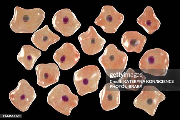 Squamous Epithelium ストックフォトと画像 Getty Images