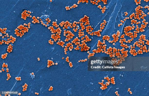 Staphylococcus Aureus Microscope