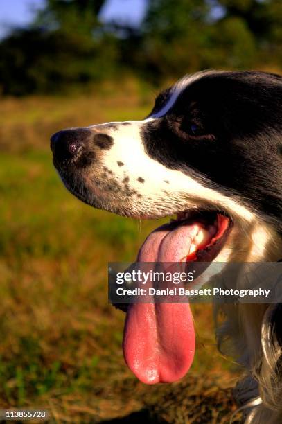 Daniel Bassett Photos And Premium High Res Pictures Getty Images