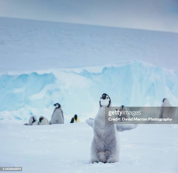 Emperor Chick Calling High-Res Stock Photo - Getty Images Emperor Chick Calling High-Res Stock Photo - Getty Images