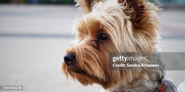 Common Misconceptions About Yorkies: Debunking the Myths
