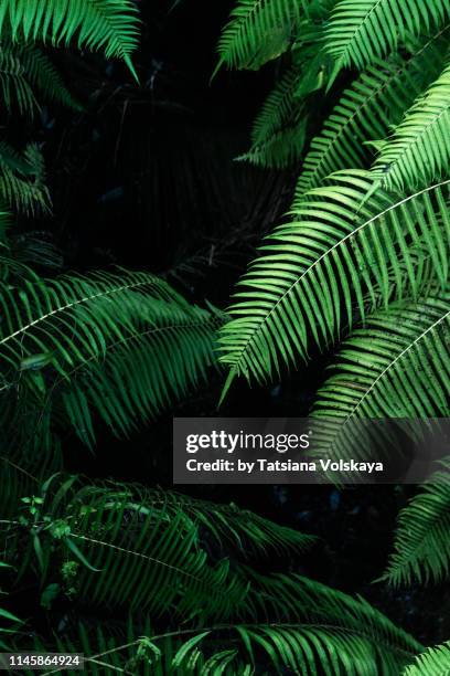 Jungle Grass Background Photos And Premium High Res Pictures Getty Images