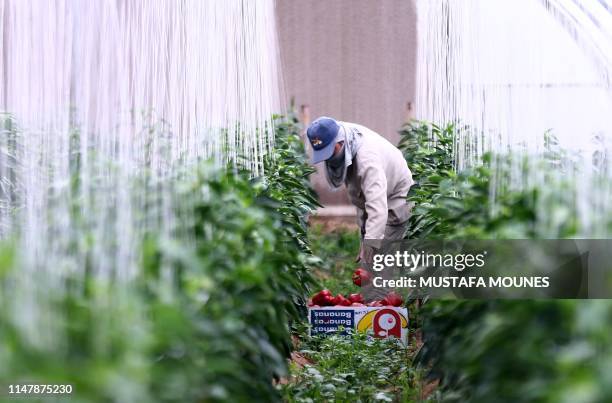 14 Al Wabra Farm Stock Photos, High-Res Pictures, and Images - Getty Images 14 Al Wabra Farm Stock Photos, High-Res Pictures, and Images - Getty Images