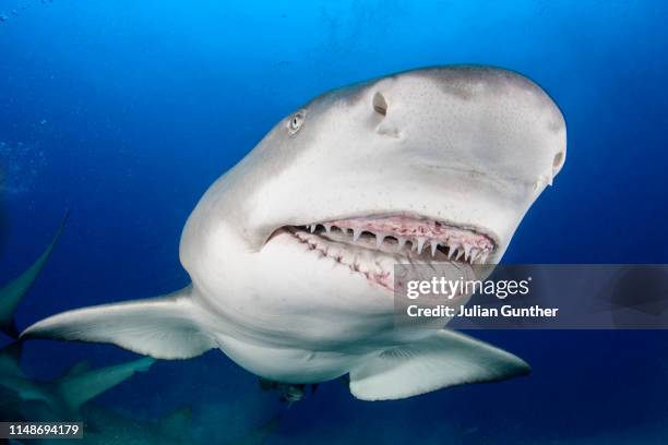 Shark Teeth Photos And Premium High Res Pictures Getty Images shark-teeth-photos-and-premium-high-res-pictures-getty-images