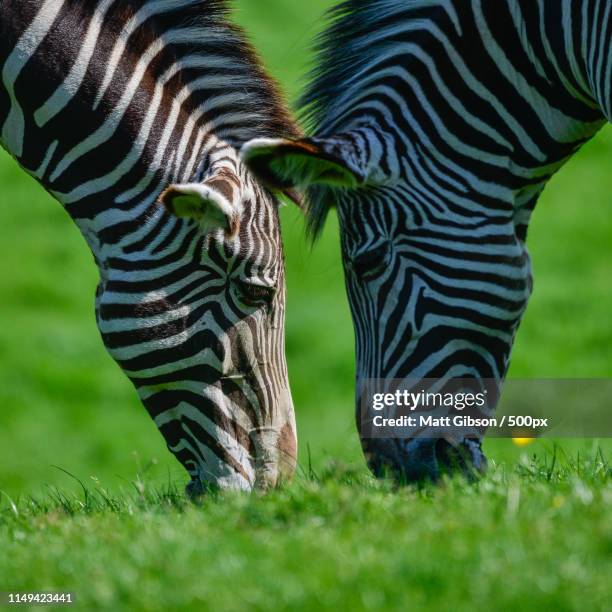Chapman Zebra Photos and Premium High Res Pictures - Getty Images Chapman Zebra Photos and Premium High Res Pictures - Getty Images