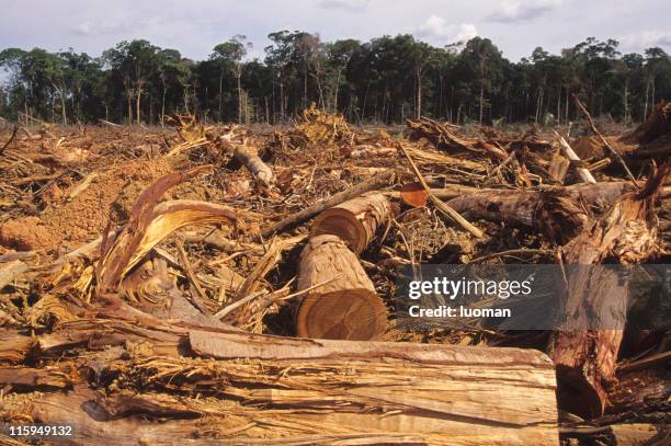 3.645 Regenwald Abholzung Stock Photos, High-Res Pictures, and Images ... 3.645 Regenwald Abholzung Stock Photos, High-Res Pictures, and Images ...