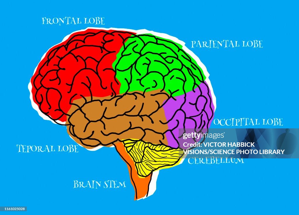 Human Brain Diagram Lobes Human Brain Diagram Lobes