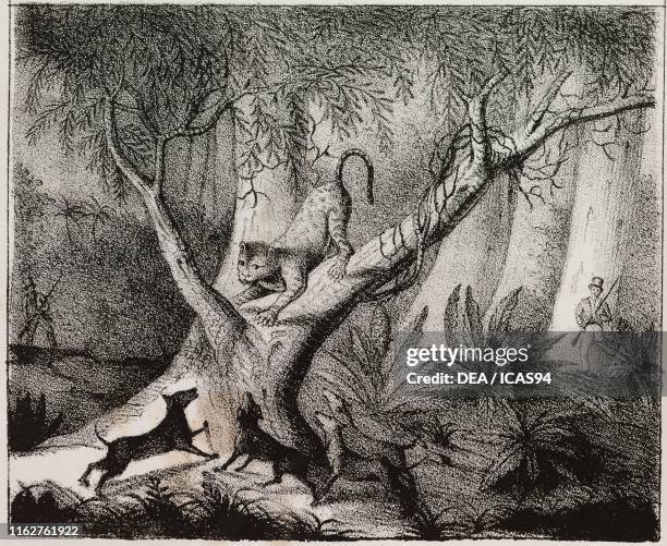 Cougar Gallery Photos And Premium High Res Pictures Getty Images