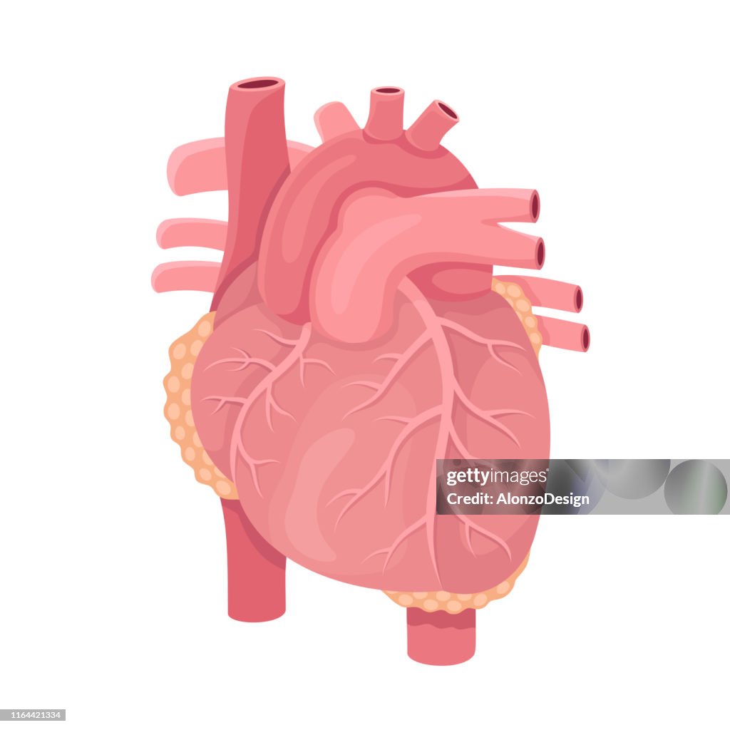 Human Heart Anatomy High Res Vector Graphic Getty Images