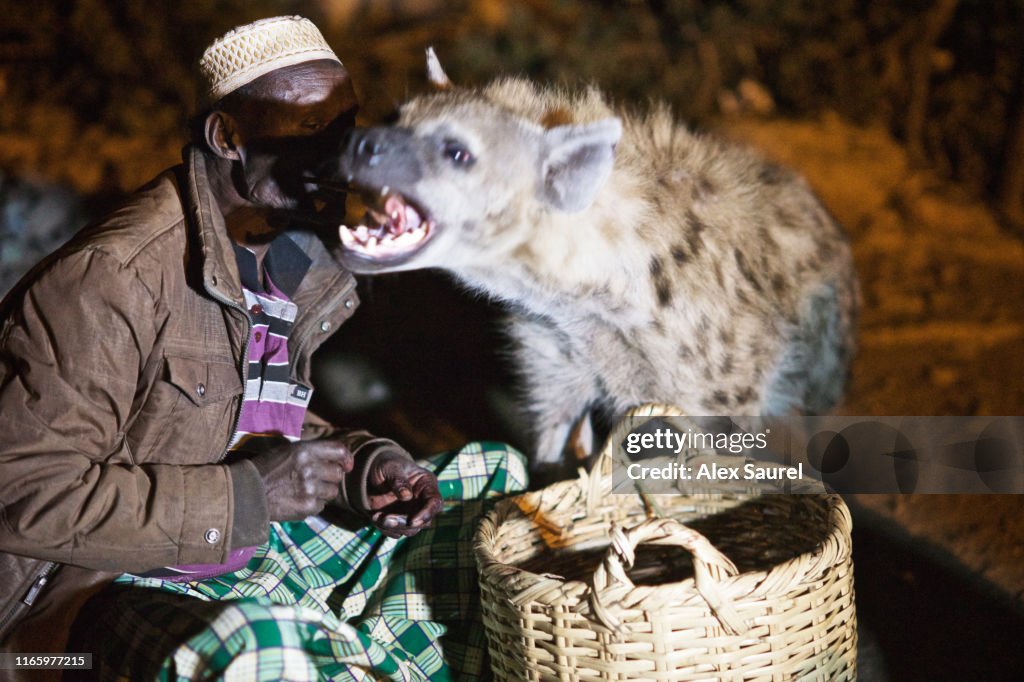 Ethiopian Man Feeding Hyena Harar Ethiopia Photo - Getty Images Ethiopian Man Feeding Hyena Harar Ethiopia Photo - Getty Images