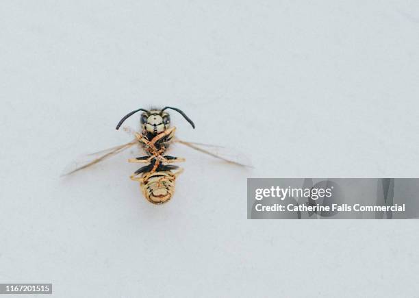 Swatting Insect Photos and Premium High Res Pictures - Getty Images Swatting Insect Photos and Premium High Res Pictures - Getty Images