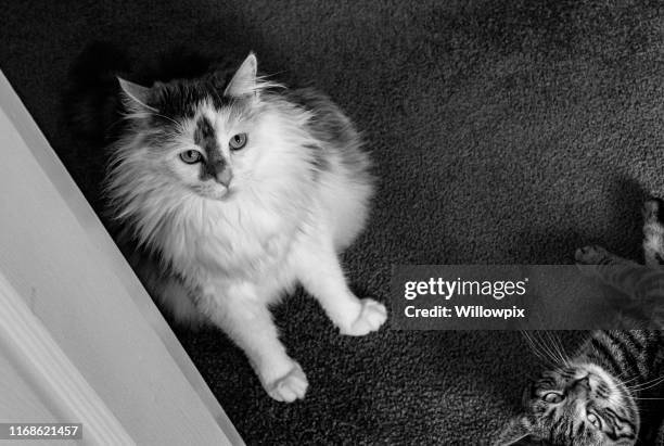 Two Shadow Cats Pausing to Look at Camera 이미지 (1168621457) - 게티이미지뱅크