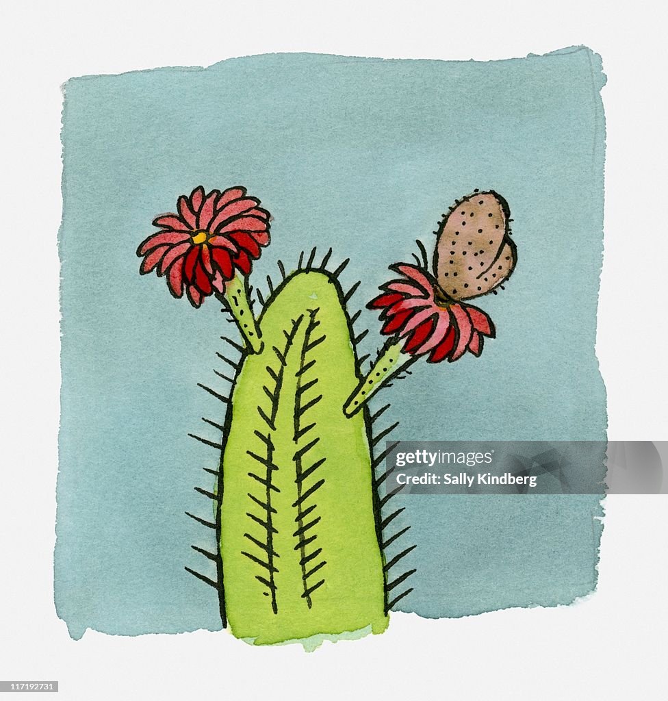 Illustration Of Senita Whisker Cactus With Red Flowers High-Res Vector ... Illustration Of Senita Whisker Cactus With Red Flowers High-Res Vector ...