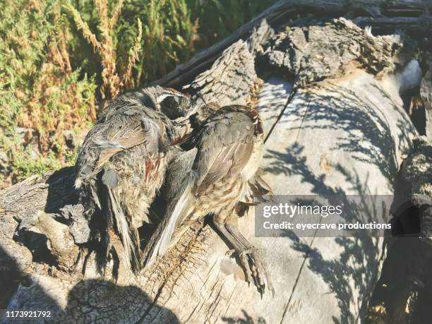 Quail Hunting Harvest in Western Colorado 이미지 (1173921792) - 게티이미지뱅크