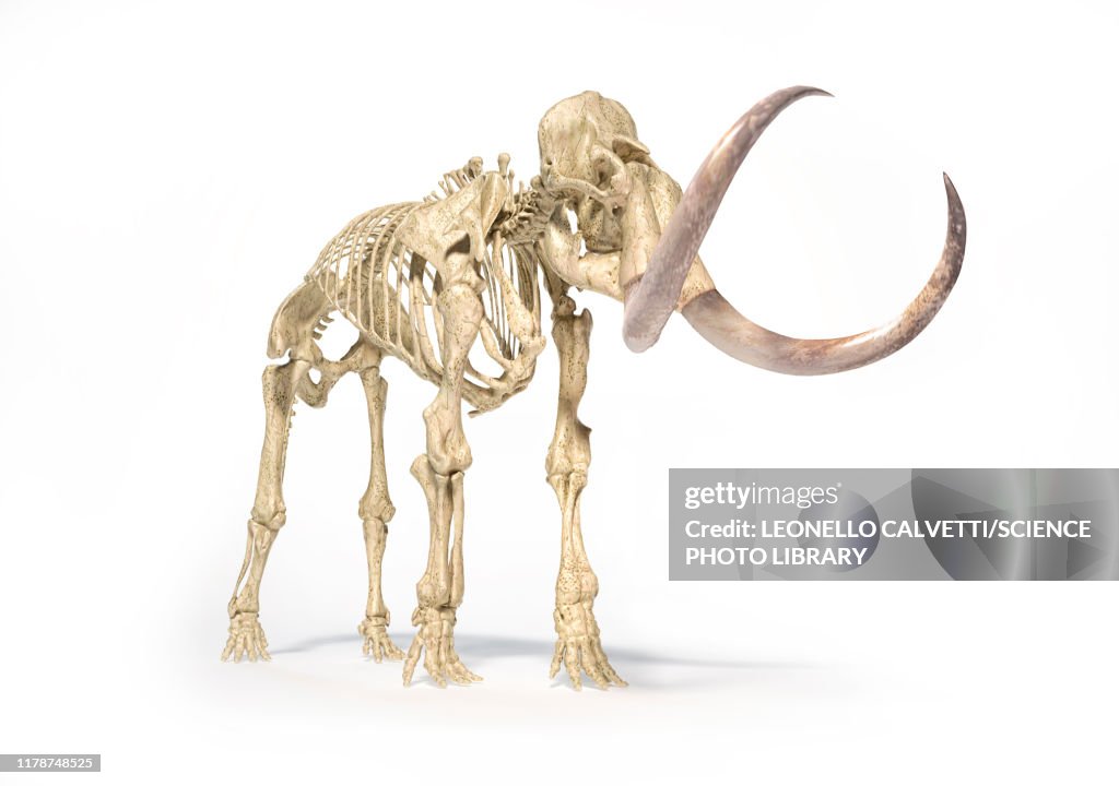 Woolly Mammoth Skeleton Illustration High-Res Vector Graphic - Getty Images Woolly Mammoth Skeleton Illustration High-Res Vector Graphic - Getty Images
