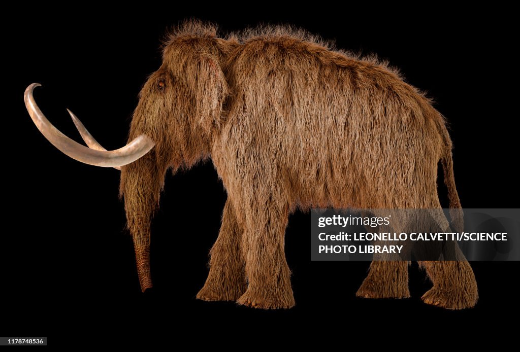Woolly Mammoth Illustration High-Res Vector Graphic - Getty Images Woolly Mammoth Illustration High-Res Vector Graphic - Getty Images