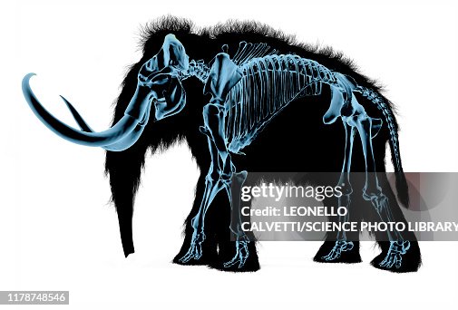 Woolly Mammoth Skeleton Illustration High-Res Vector Graphic - Getty Images Woolly Mammoth Skeleton Illustration High-Res Vector Graphic - Getty Images