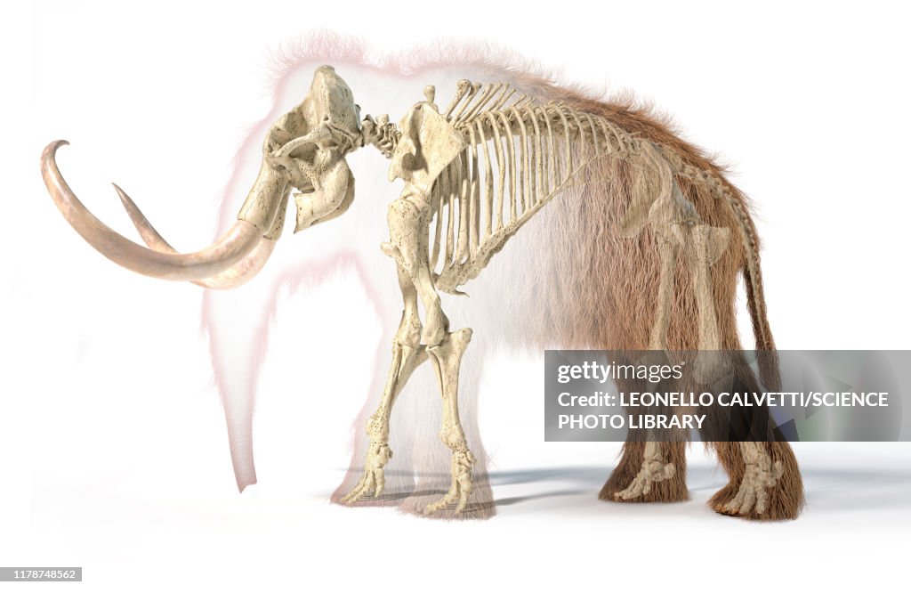 Woolly Mammoth Skeleton Illustration High-Res Vector Graphic - Getty Images Woolly Mammoth Skeleton Illustration High-Res Vector Graphic - Getty Images
