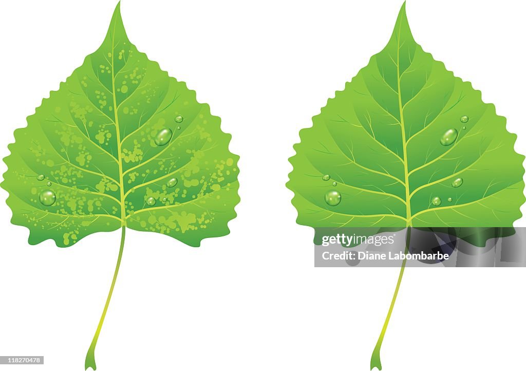 Green Poplar Leaves High-Res Vector Graphic - Getty Images Green Poplar Leaves High-Res Vector Graphic - Getty Images