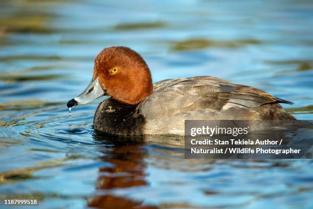 Female Redhead Duck Photos And Premium High Res Pictures Getty Images
