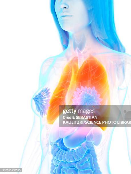 Cystic Fibrosis Illustration Stock Fotos Und Bilder Getty Images