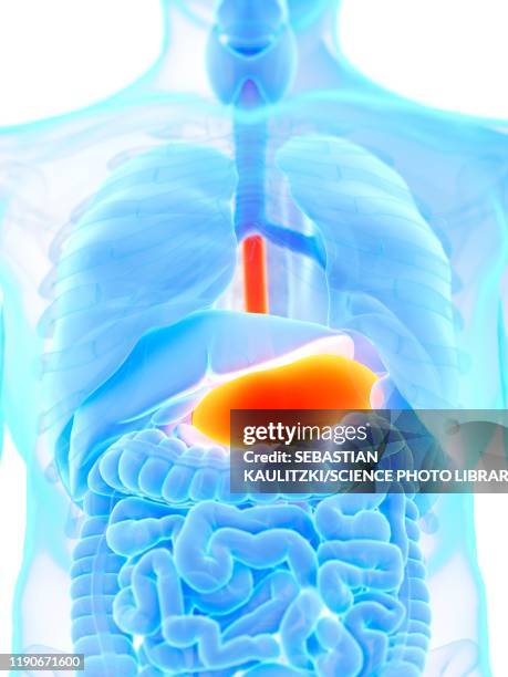 Stomach Illustration High Res Vector Graphic Getty Images