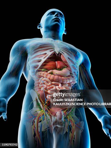 Upper Human Body Stock-Fotos und Bilder - Getty Images Upper Human Body Stock-Fotos und Bilder - Getty Images