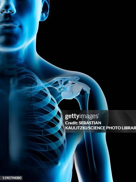 Collarbones Photos and Premium High Res Pictures - Getty Images Collarbones Photos and Premium High Res Pictures - Getty Images