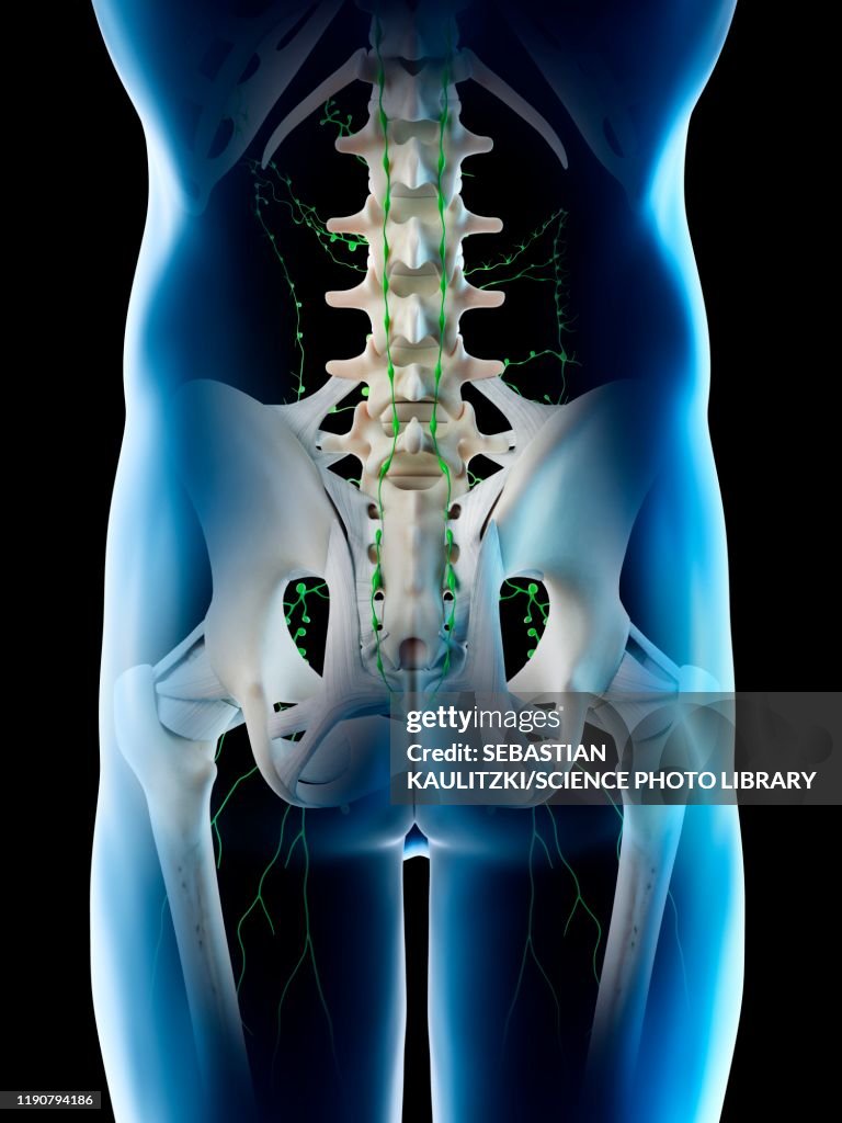 Lymph Nodes Of The Pelvis Illustration High Res Vector Graphic Getty